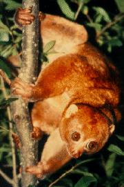Lorises, Pottos, Galagos (Bush Babies) & Tarsiers